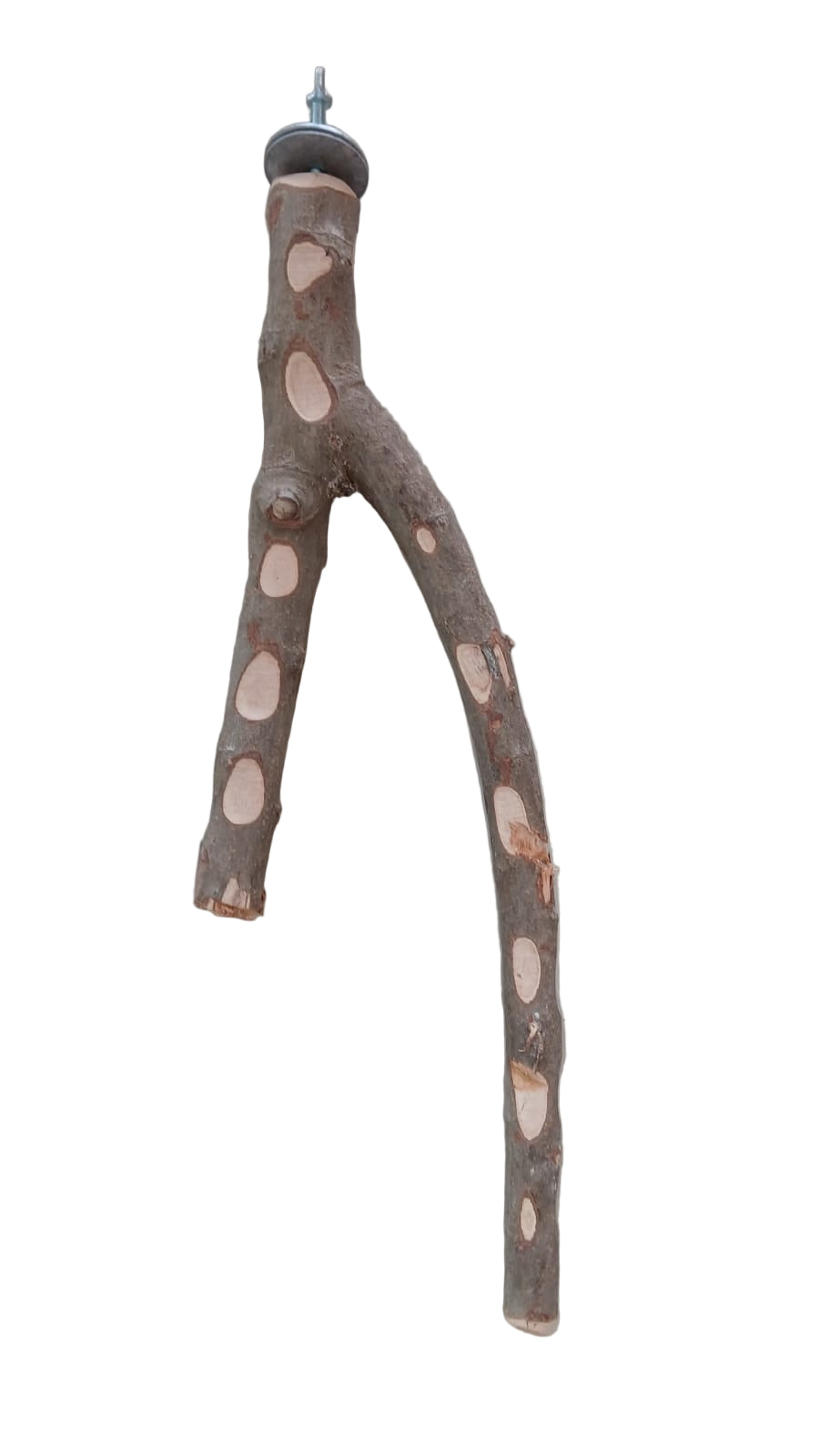 Guava Wood Stick "U" Shaped 30 cm – Dark Bird